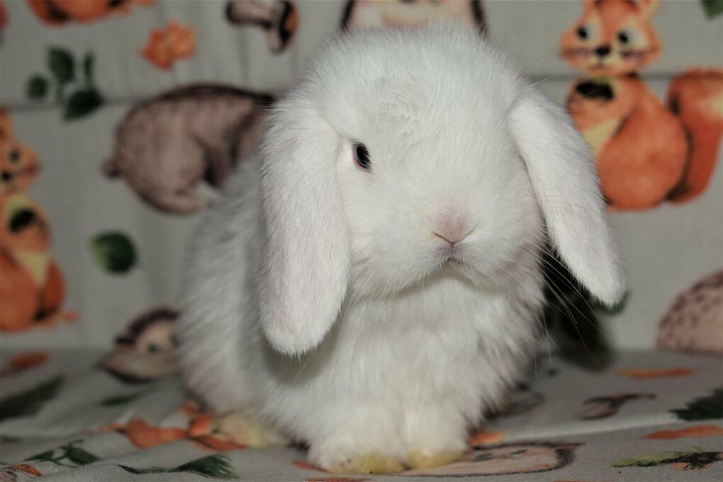 Archiwalne Króli miniaturka, królik mini lop, króliczek, króliczki Świdnica