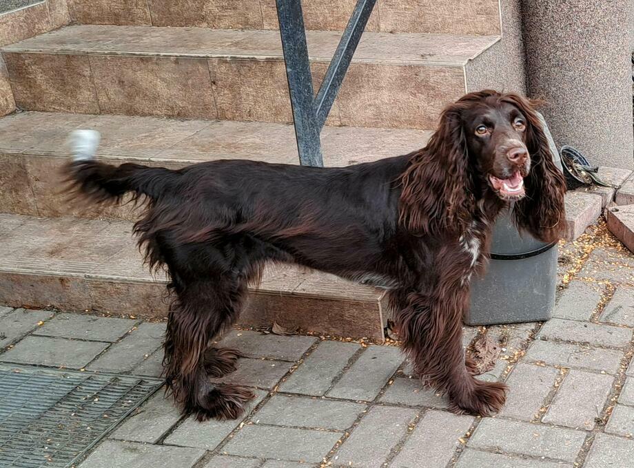 Archiwalne Polski Spaniel Myśliwski- szczenieta miot D Warszawa