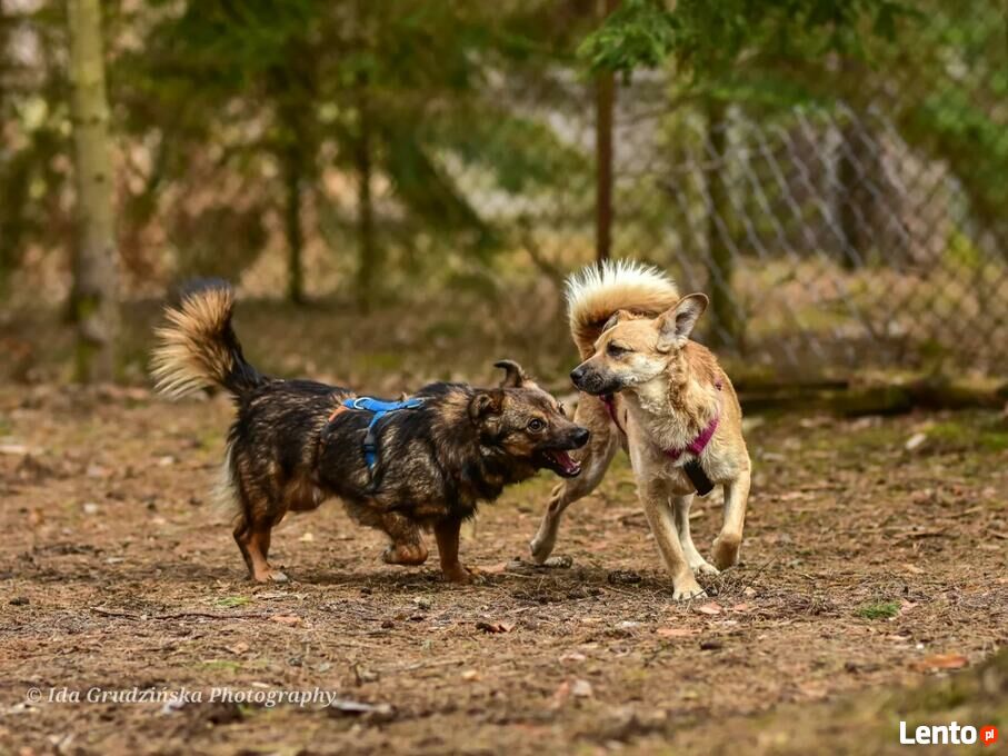 Miki, mały, cudowny psiak do adopcji, 1,5r. 12kg Jelenia Góra