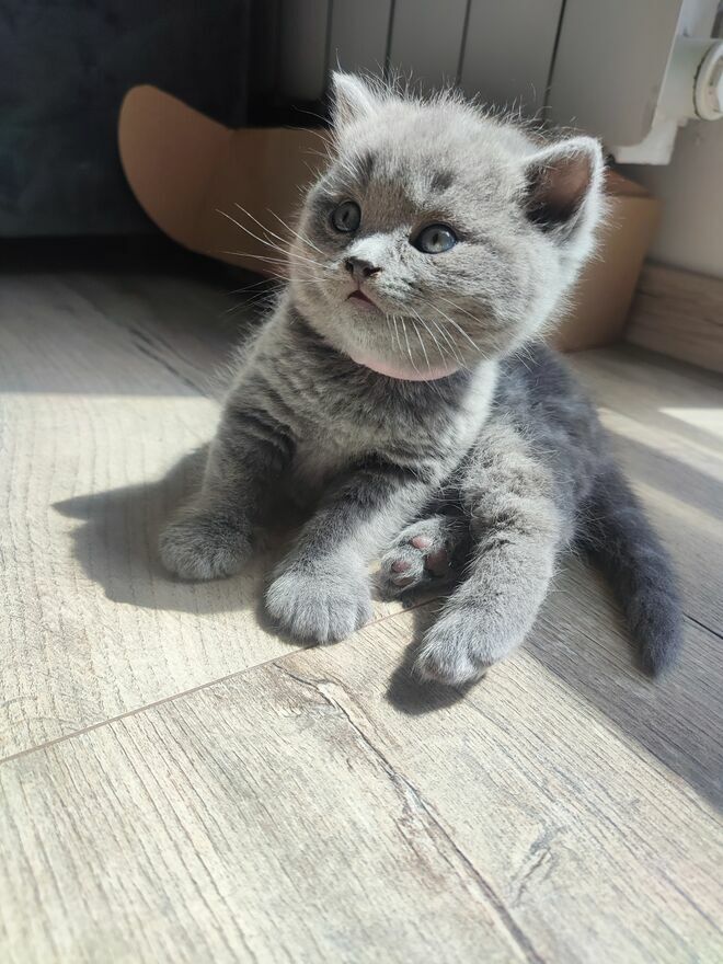 Archiwalne Koty brytyjskie niebieskie krótkowłose Radom