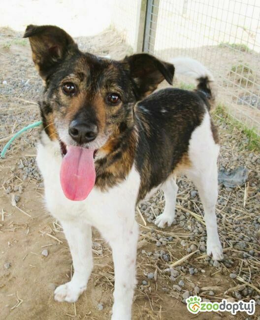 LOLA - sunia, która kocha wszystkich szuka PILNIE domu Warszawa