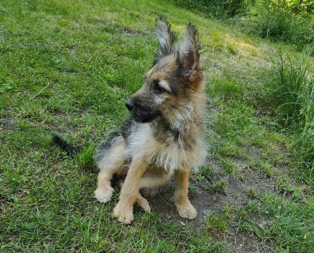 Klara - 12 tygodniowa terier mix szuka domu Warszawa