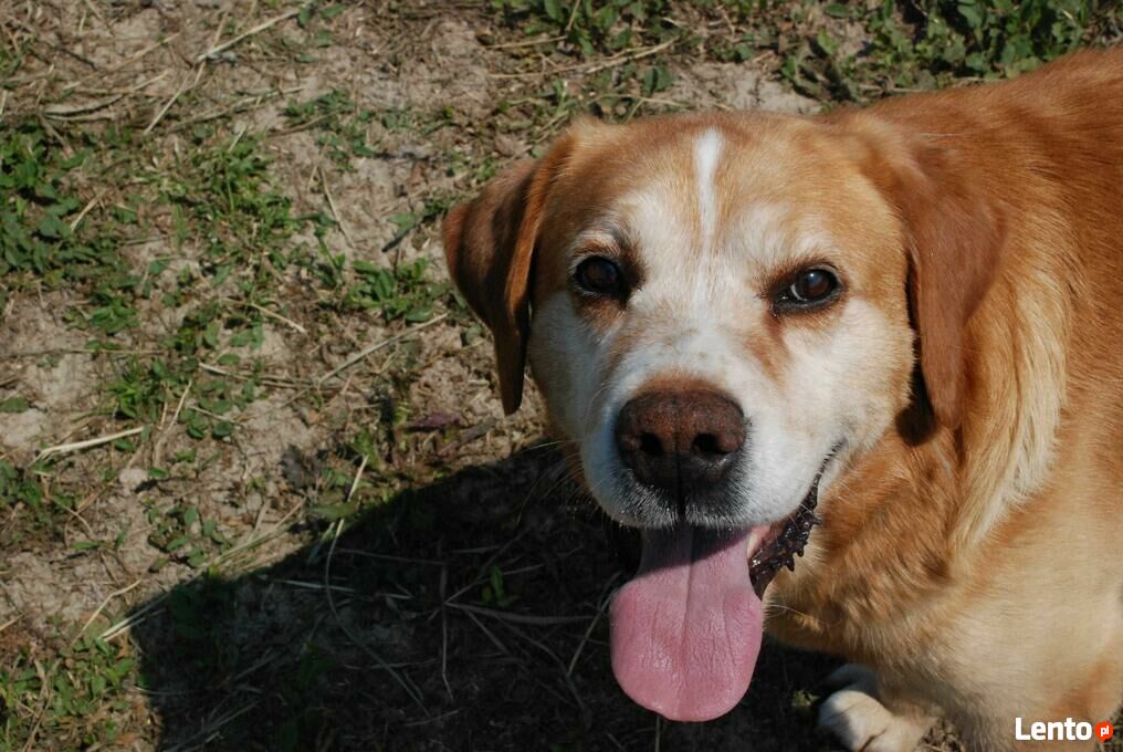 Archiwalne Cudowny SENIOR, starszy psiak w typie labradora do adopcji ... Archiwalne Cudowny SENIOR, starszy psiak w typie labradora do adopcji ...