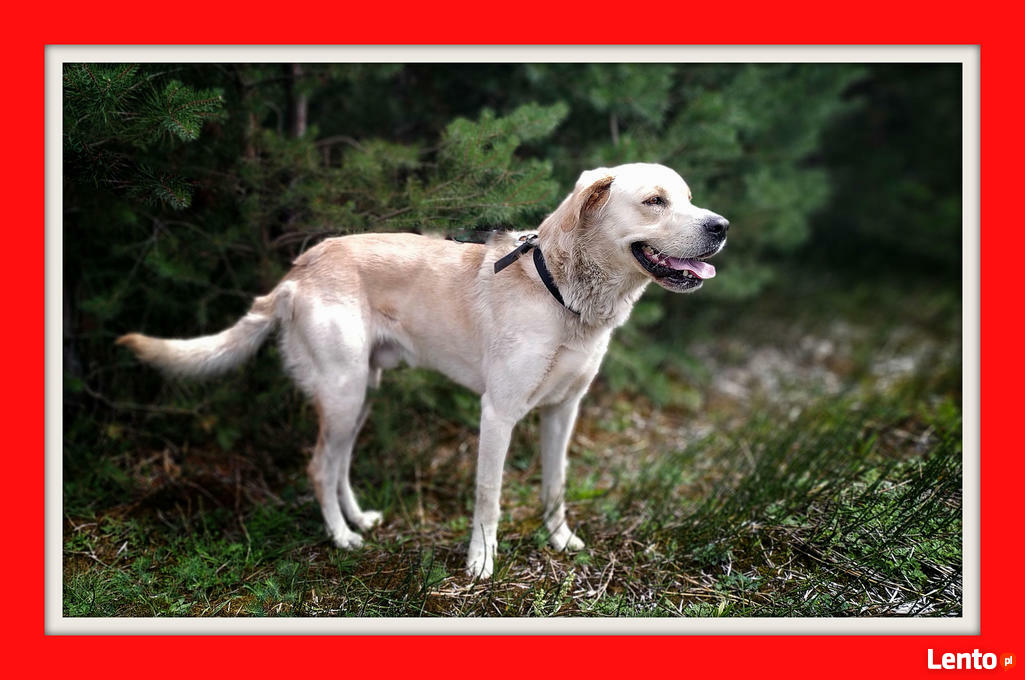 Archiwalne Pies do adopcji, do pilnowania posesji, 40 kg, labrador mix ...