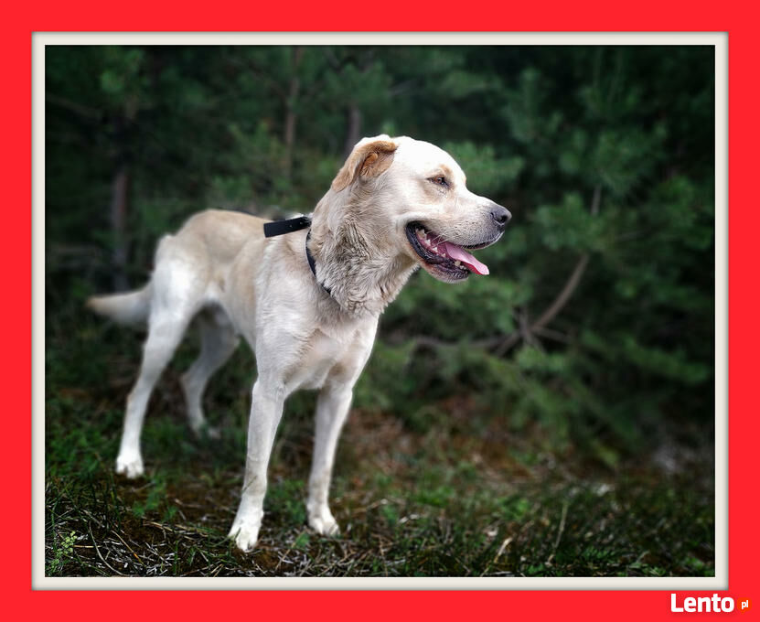 Archiwalne Pies do adopcji, do pilnowania posesji, 40 kg, labrador mix ...