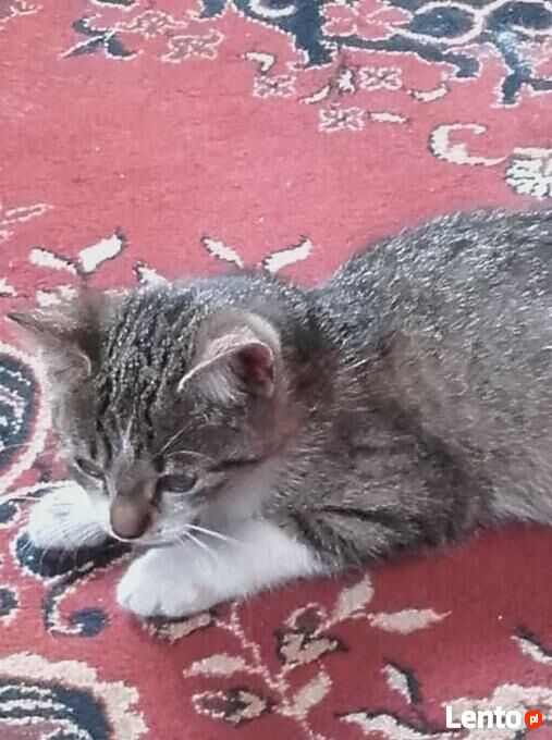 Archiwalne Oddam kociaka w xdobre ręce Łódź