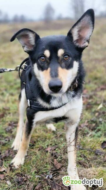 VIVA - mądra łagodna sunia szuka dobrego domu Warszawa