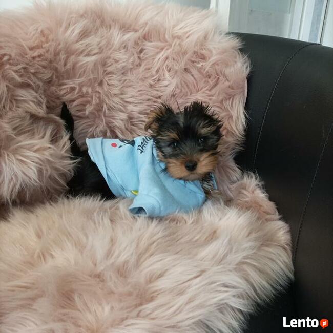 Archiwalne Mini york yorki yoreczki Łódź