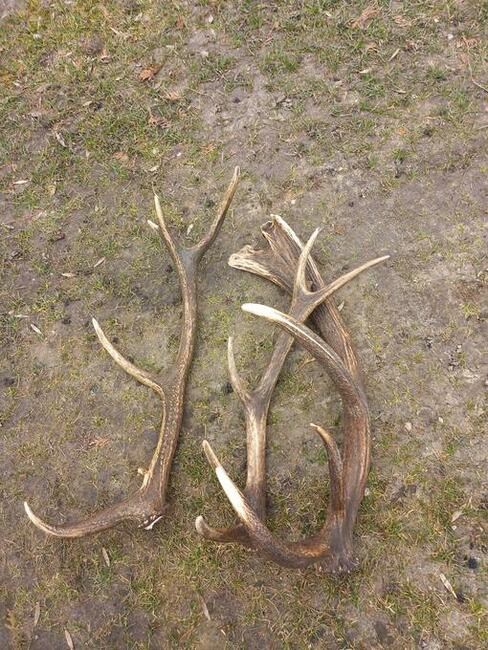 Poroża Częstochowa - Darmowe ogłoszenia Lento.pl