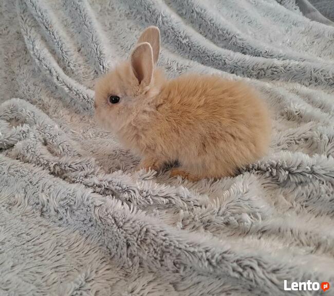 Kroliki miniaturki Łochów