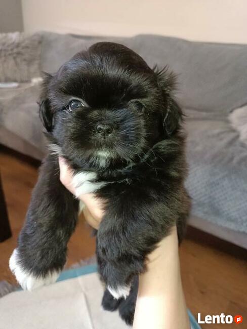 Psy Turek na sprzedaż, za darmo szczeniaki, psy rasowe yorki oraz małe ...