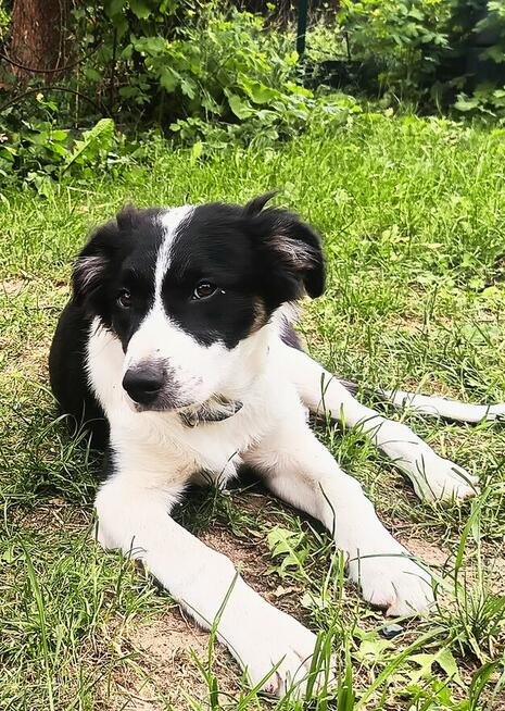 Sunia border collie Warszawa