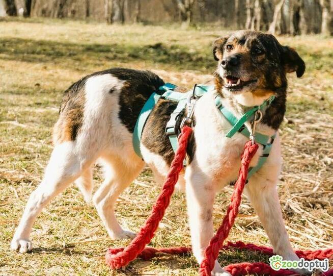 LOLA - sunia, która kocha wszystkich szuka PILNIE domu Warszawa