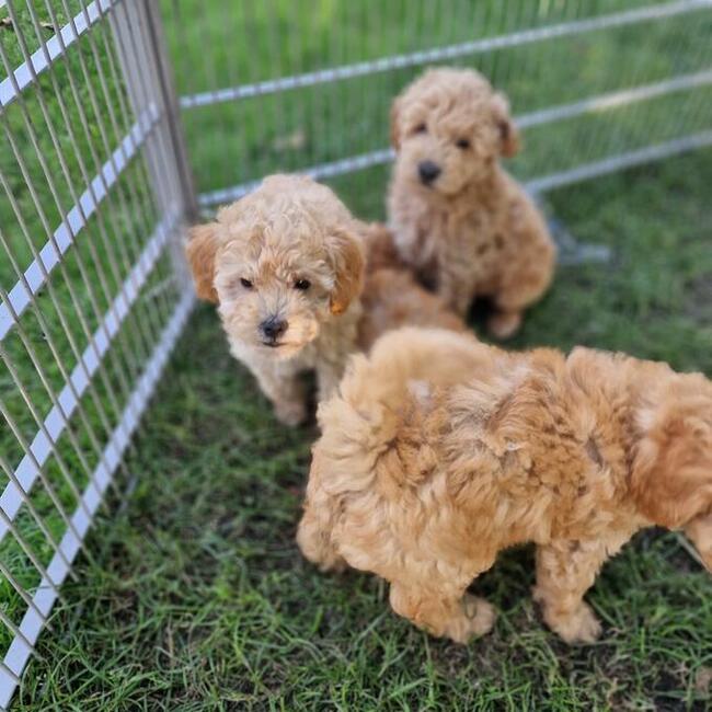 Archiwalne Pudel toy/miniaturka Racibórz