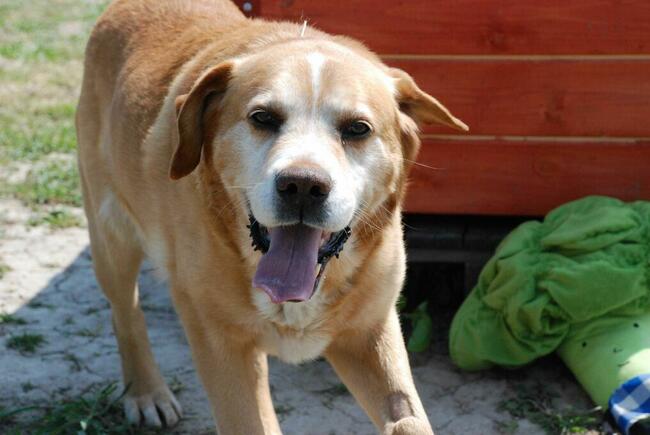 Archiwalne Cudowny SENIOR, starszy psiak w typie labradora do adopcji ... Archiwalne Cudowny SENIOR, starszy psiak w typie labradora do adopcji ...