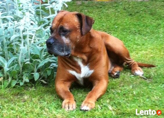 Boksery Wrocław - Darmowe ogłoszenia Lento.pl