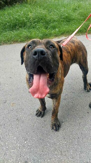 LOLA cudowna sunia dog kanaryjski szuka domu 2l. 45kg Koszalin