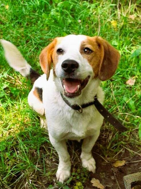 MAX - cudny psiak w typie beagla szuka domu Warszawa MAX - cudny psiak w typie beagla szuka domu Warszawa