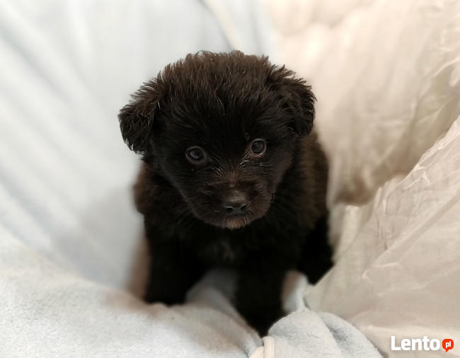 Psy na sprzedaż, za darmo szczeniaki, psy rasowe yorki oraz małe pieski