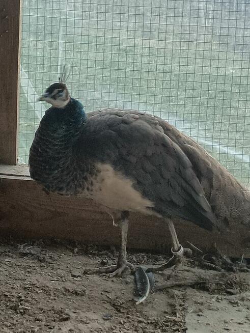 Papugi Tomaszów Lubelski faliste,nimfy - kanarki i gołębie oraz żurawie ...