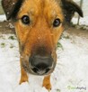 FIGO - cudowny psiak szuka najlepszego domu Warszawa